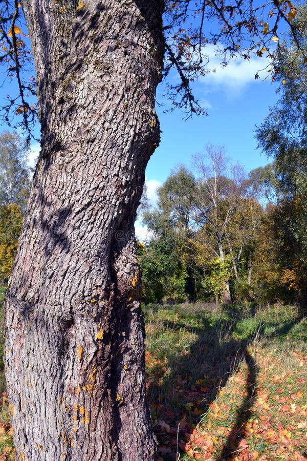 Autumn Maple Tree Trunk and Shadow Stock Photo - Image of nature ...