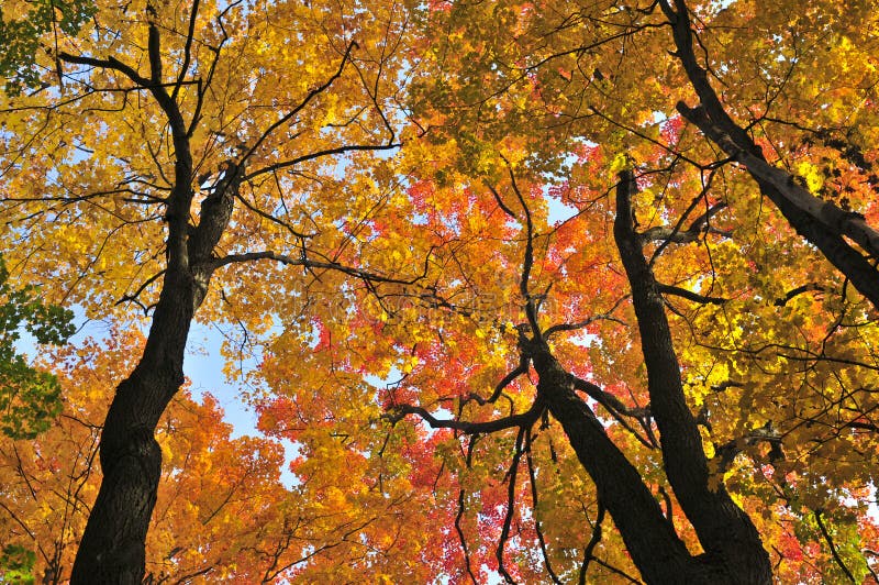 Autumn maple trees stock image. Image of orange, alone - 10466843