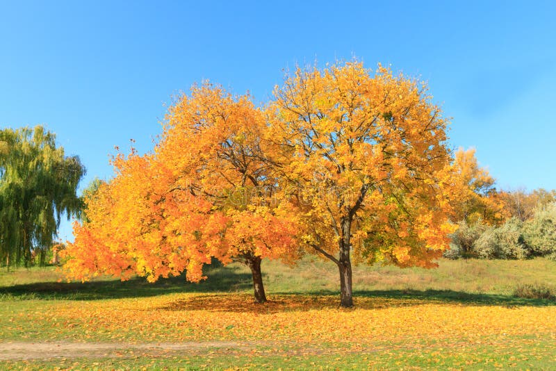 Autumn maple trees stock image. Image of morning, autumn - 129814599
