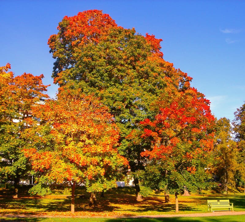 Autumn Maple Trees in Fall City Park Stock Image - Image of maple ...