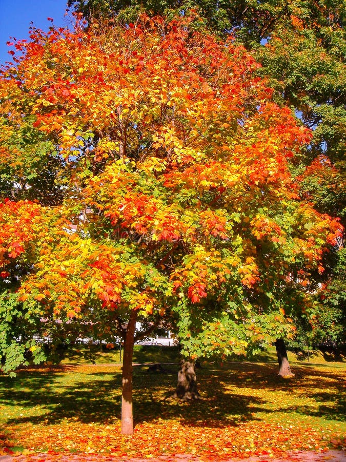 Autumn Maple Trees in Fall City Park Stock Photo - Image of beautiful ...