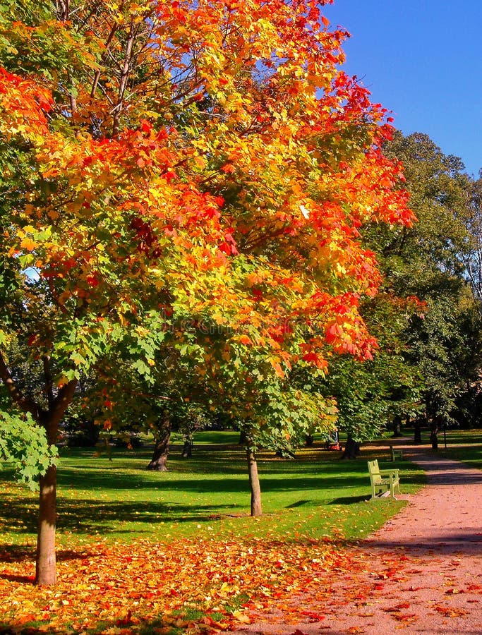 Autumn Maple Trees in Fall City Park Stock Photo - Image of green, path ...
