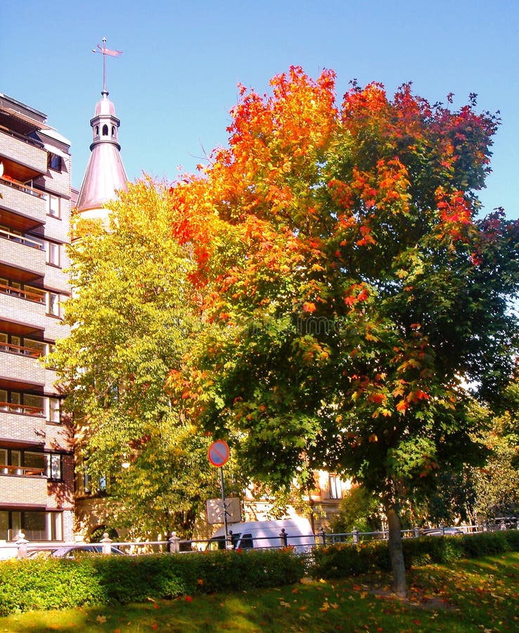 Autumn Maple Trees in Fall City Park Stock Image - Image of resting ...