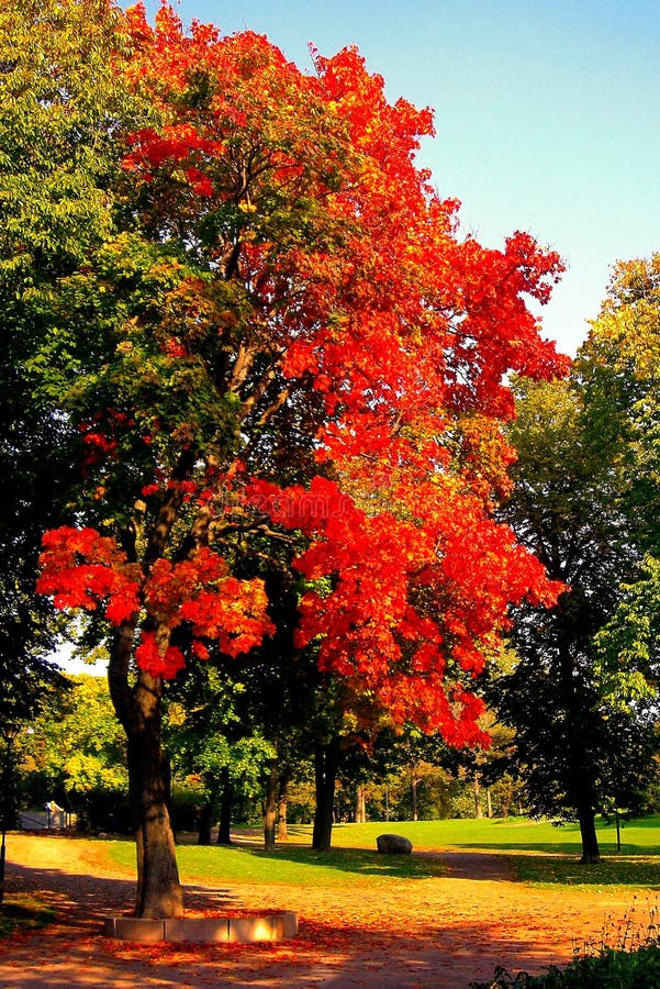 Autumn Maple Trees in Fall City Park Stock Image - Image of park, green ...