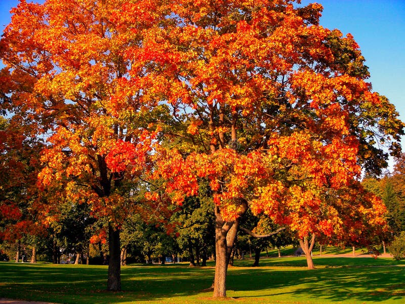 Autumn Maple Trees in Fall City Park Stock Image - Image of path ...