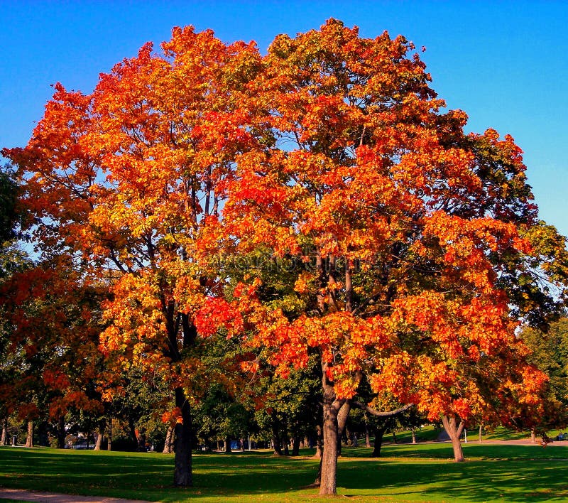 Autumn Maple Trees in Fall City Park Stock Photo - Image of brown ...