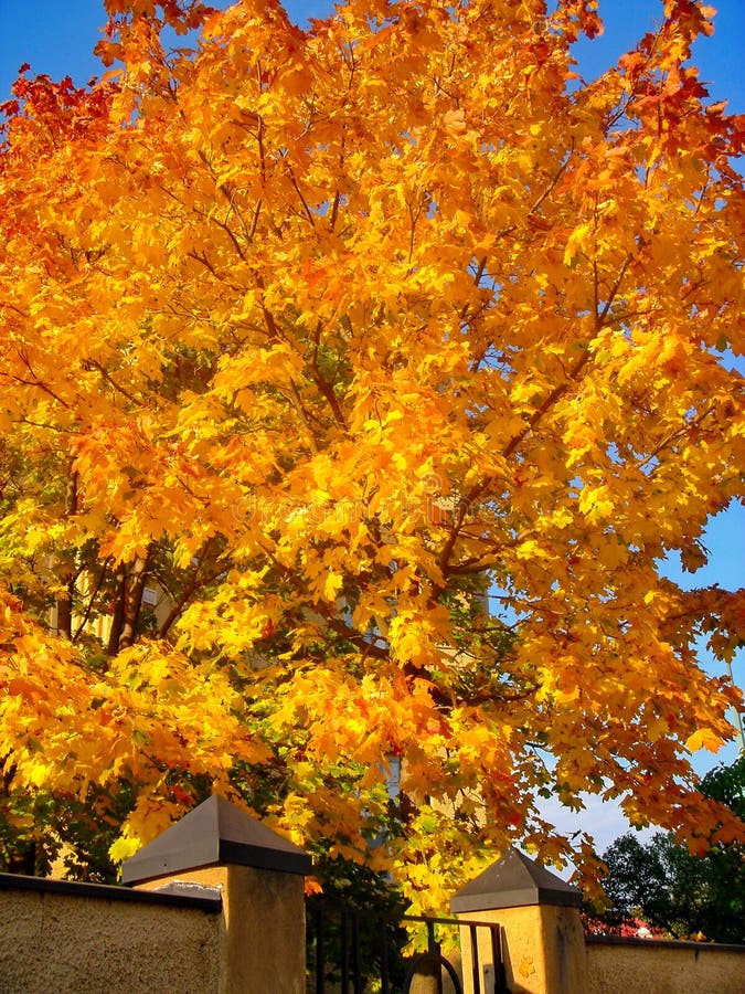 Autumn Maple Trees in Fall City Park Stock Image - Image of colorful ...