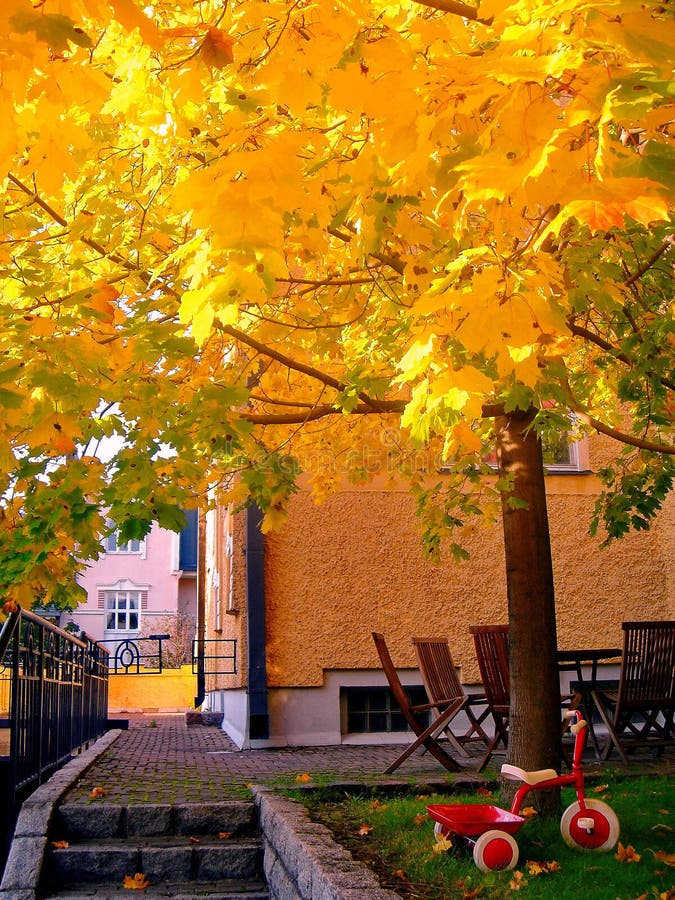 Autumn Maple Trees in Fall City Park Stock Photo - Image of green ...
