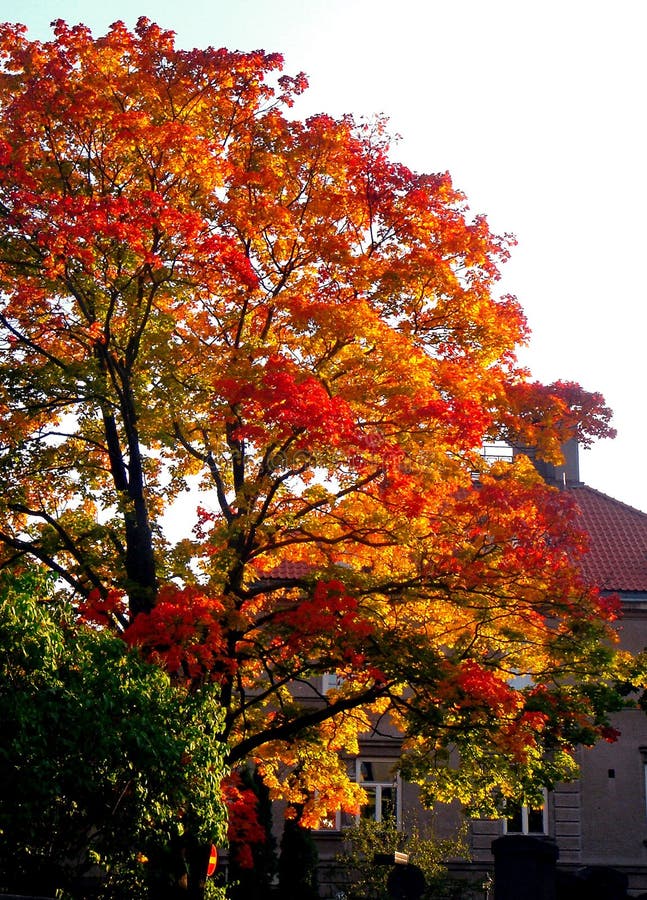 Autumn Maple Trees in Fall City Park Stock Image - Image of outdoors ...