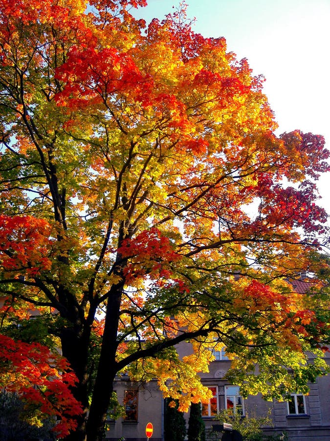 Autumn Maple Trees in Fall City Park Stock Image - Image of beautiful ...