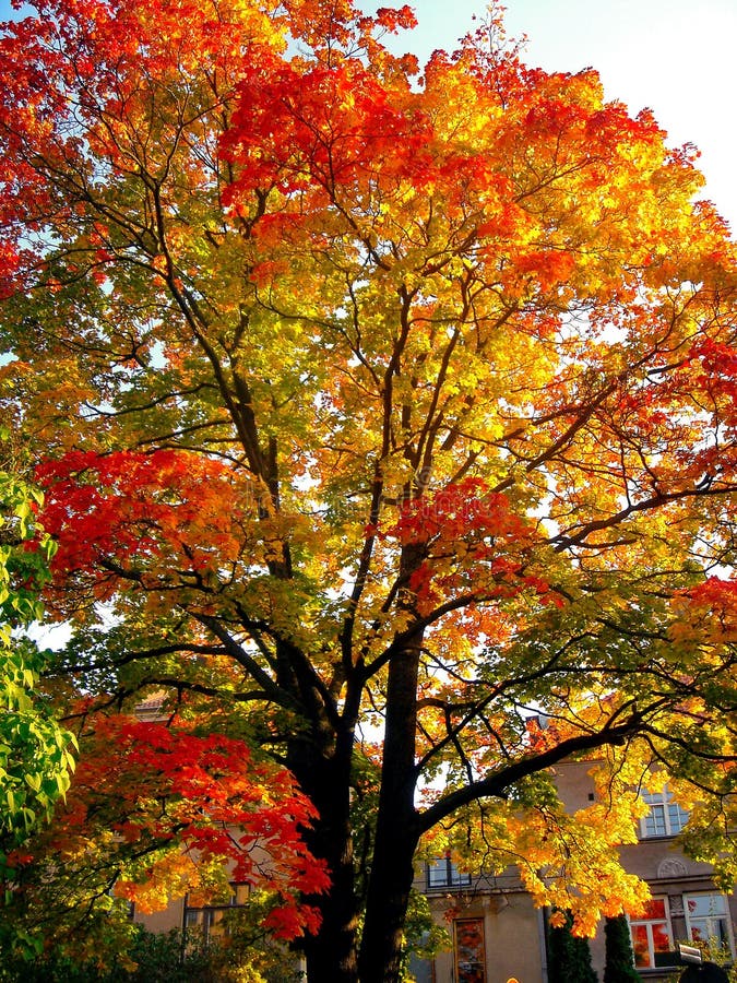 Fall in the city stock image. Image of fall, abstract - 83202573