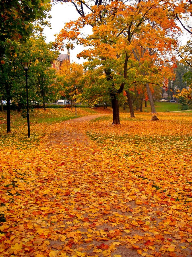 Autumn Maple Trees in Fall City Park Stock Image - Image of colorful ...