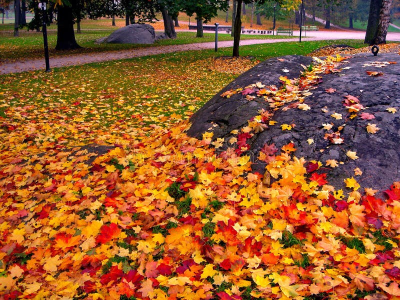 Autumn Maple Trees in Fall City Park Stock Image - Image of helsinki ...