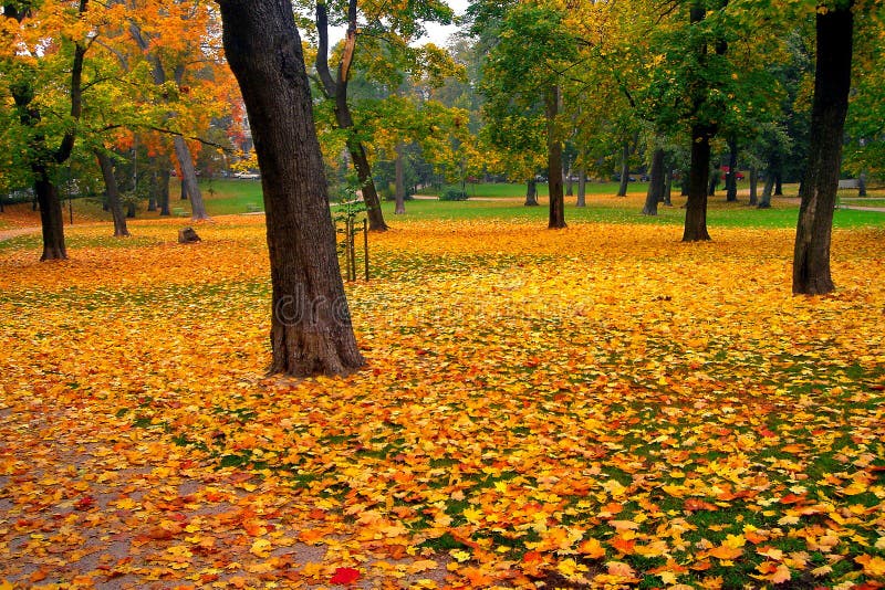 Autumn Maple Trees in Fall City Park Stock Image - Image of garden ...