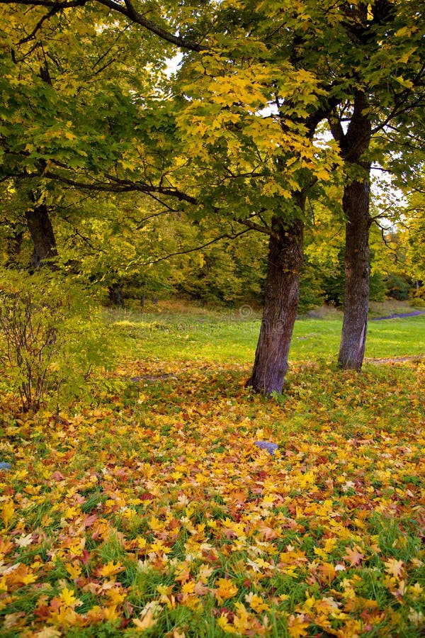 Autumn Maple Trees in the Park Stock Image - Image of gold, environment ...