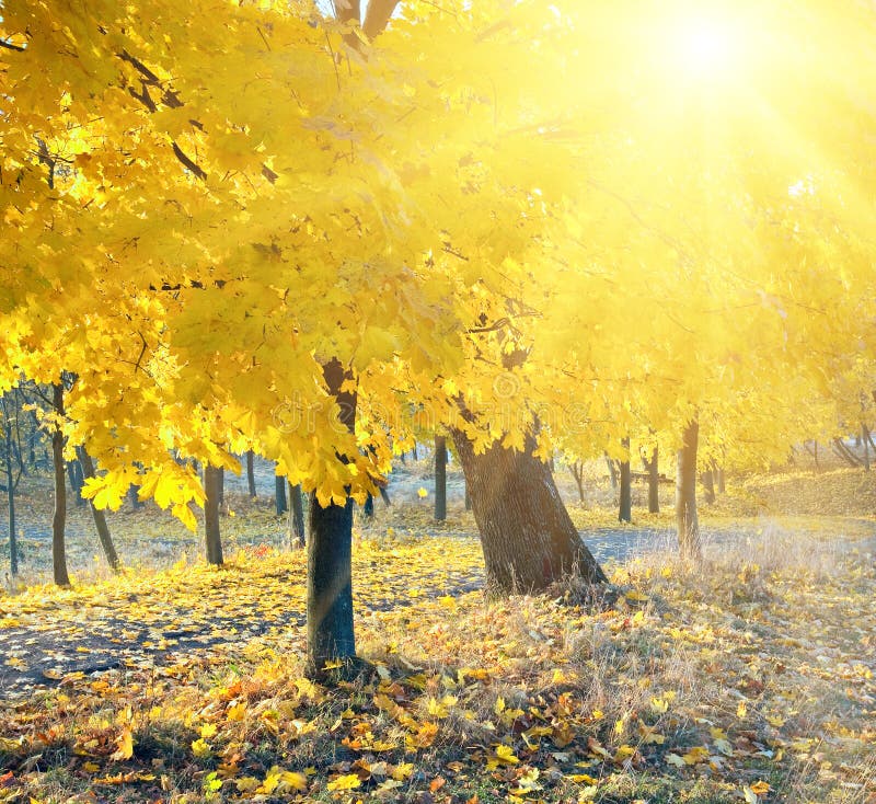 Autumn maple trees in park stock photo. Image of sunshine - 26675718