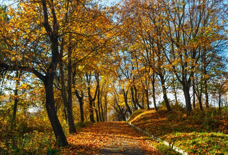 Autumn Maple Trees in Park and Sunshine Stock Image - Image of tree ...