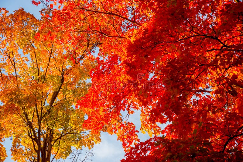 Autumn maple trees stock image. Image of leaf, autumn - 78882665