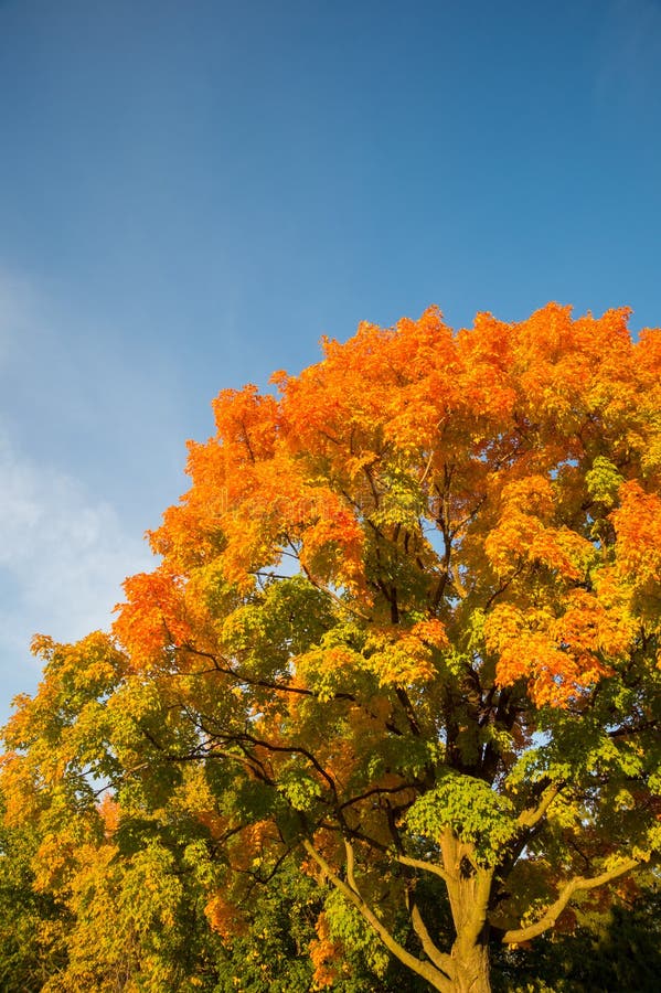 Autumn maple trees stock image. Image of colours, forest - 78882659