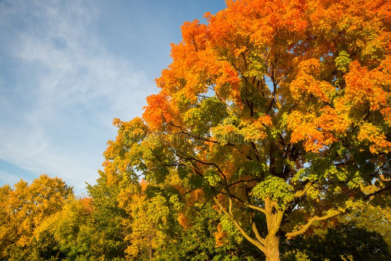 Autumn maple trees stock photo. Image of colorful, fall - 78882748