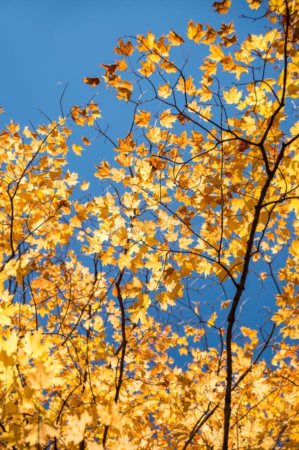 Autumn maple trees stock image. Image of contrast, beauty - 78882949