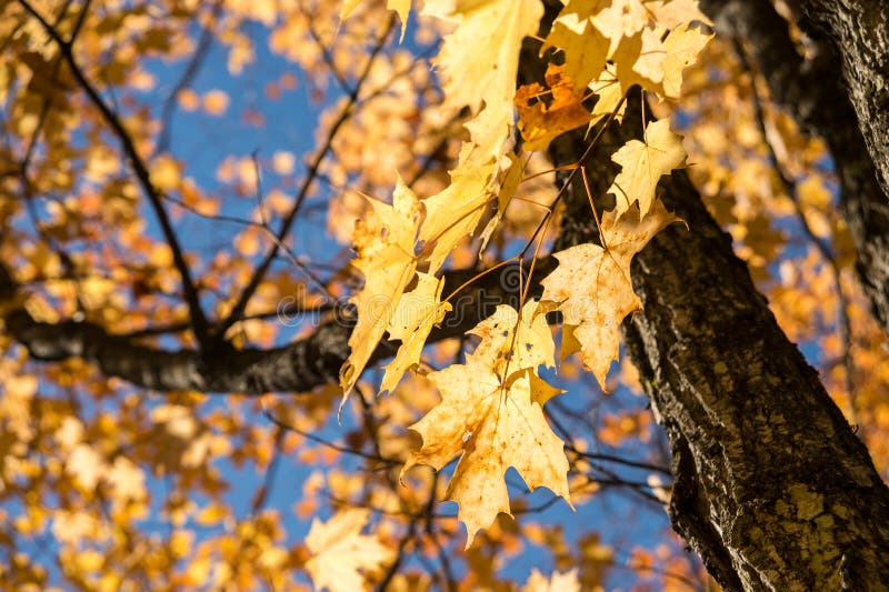 Autumn maple trees stock image. Image of forest, bright - 78882987