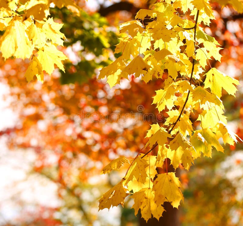 Maple Yellow Leaves in the Park, Lie on the Ground. the Height of ...
