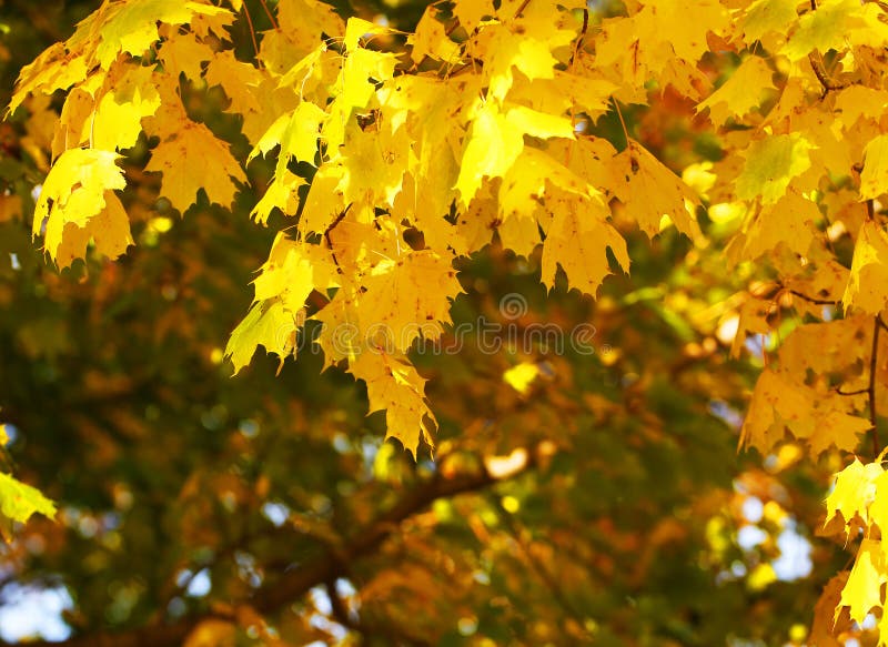 Maple Yellow Leaves in the Park, Lie on the Ground. the Height of ...
