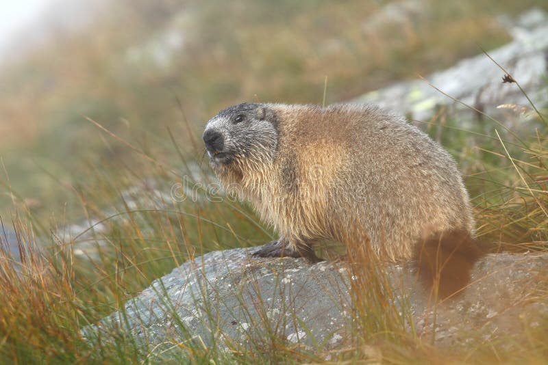 Fat marmot stock photo. Image of wildlife, animal, nature - 48906518