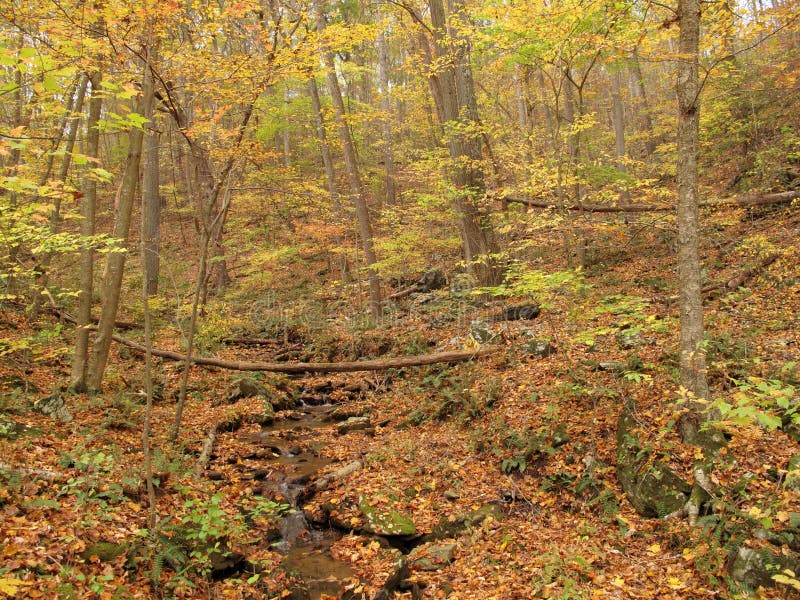Maryland Forest and Trees stock photo. Image of scenic - 5509698