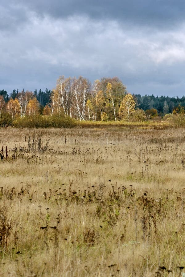 Autumn meadow stock image. Image of trees, grass, birch - 11006351