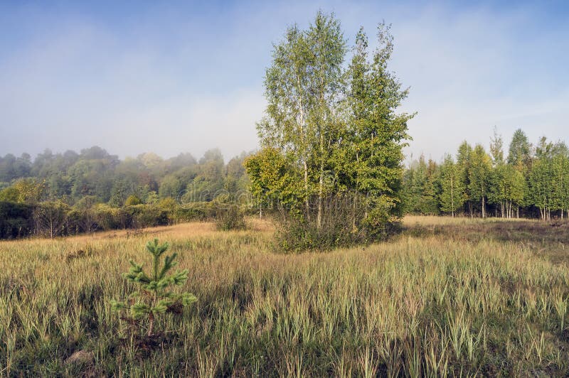 Autumn meadow. Bush stock image. Image of wood, belarus - 190043259