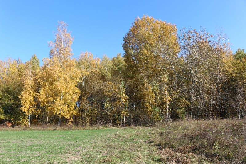 Autumn Meadow is at the Edge of the Forest Stock Image - Image of ...