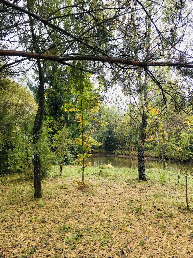 Autumn meadow stock image. Image of nature, clearing - 230267831