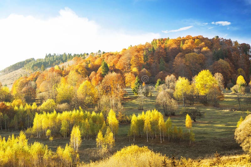 Autumn Meadow Landscape with Colorful Trees in the Fall Light Stock ...