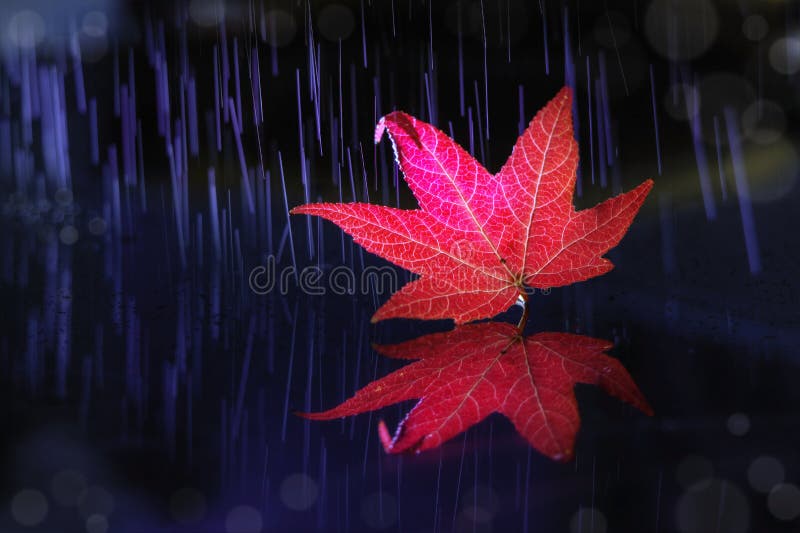 Autumn message stock image. Image of leaf, reflections - 78396521