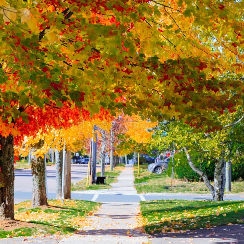 Autumn, Middle of October in New Brunswick, Canada Stock Image - Image ...