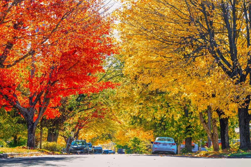 Autumn, Middle of October in New Brunswick, Canada Stock Image - Image ...