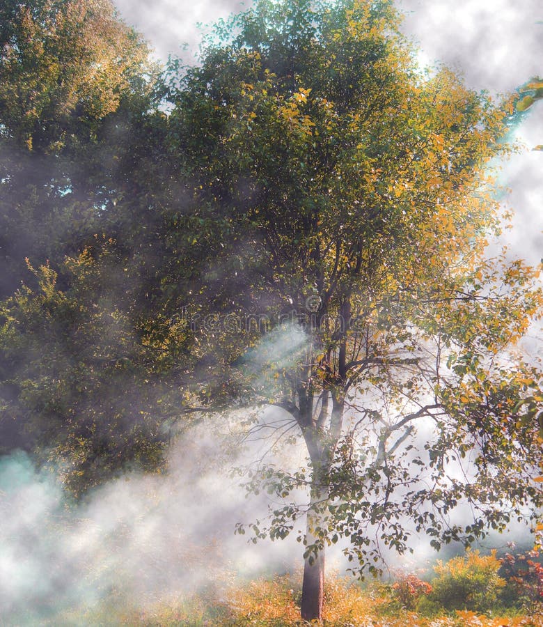 Autumn in mist stock image. Image of sunny, brightness - 27264479