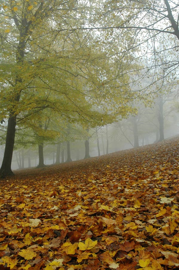Autumn mist stock photo. Image of haze, color, nature, mist - 45748