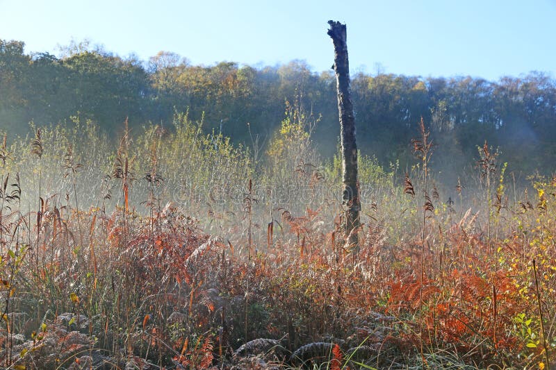 Autumn Mist in Decoy Country Park, Devon Stock Photo - Image of season ...