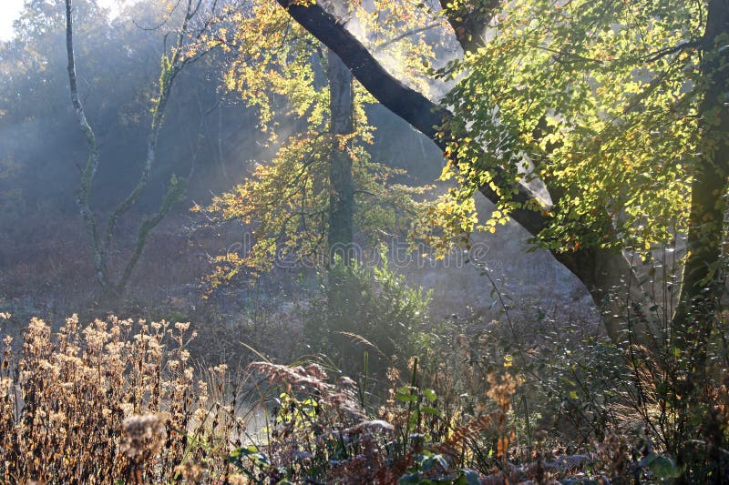 Autumn Mist in Decoy Country Park, Devon Stock Photo - Image of forest ...