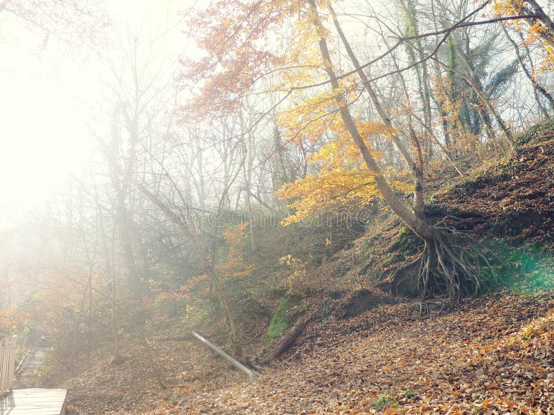 Autumn Forest Trail. Beautiful Morning in the Misty Autumn Forest with ...