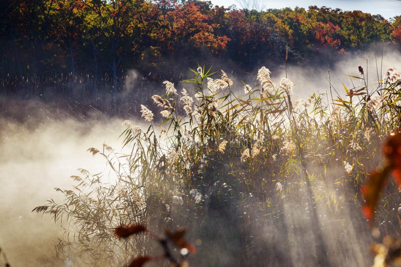 Autumn Mist in a Rainforest Stock Photo - Image of outdoors, autumnal ...