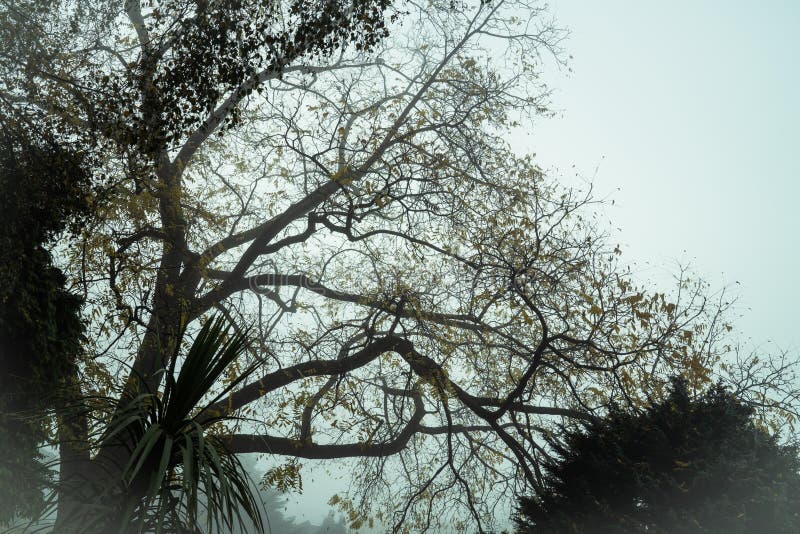 Autumn mist tree stock photo. Image of horror, england - 61802234