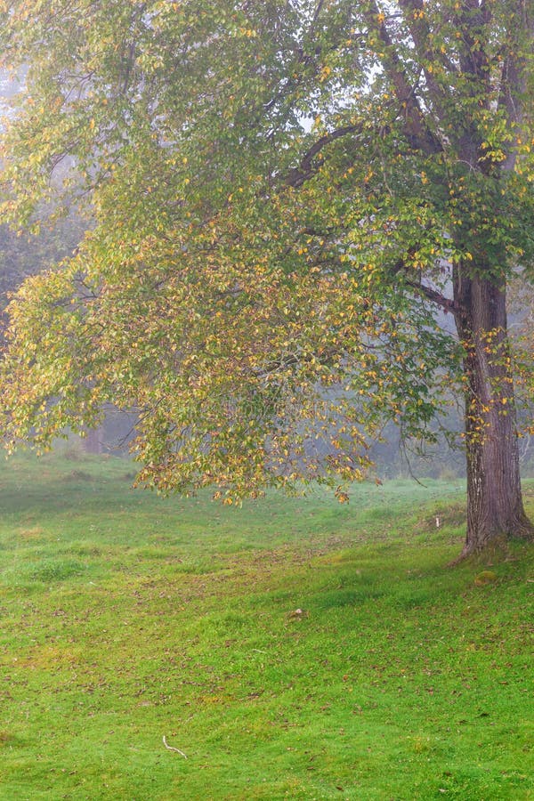 Autumn Mist among the Trees in the Pasture Stock Photo - Image of fall ...