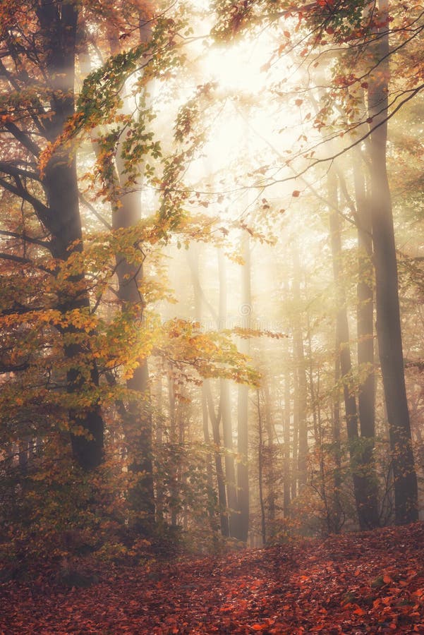 Autumn misty forest stock image. Image of green, forest - 26668017
