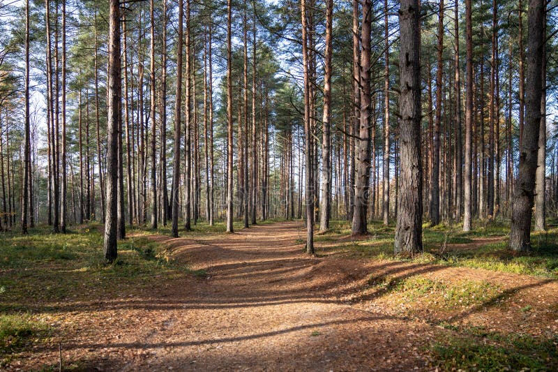 Autumn Mixed Forest with Rows of Pines Standing Tall among Empty ...