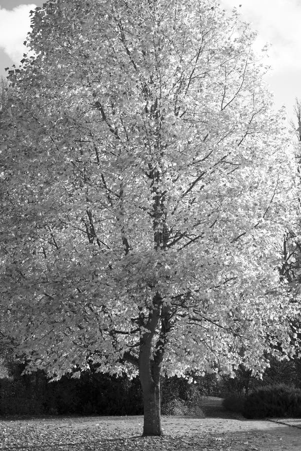 Autumn monochrome tree stock image. Image of leaf, outdoor - 27907347