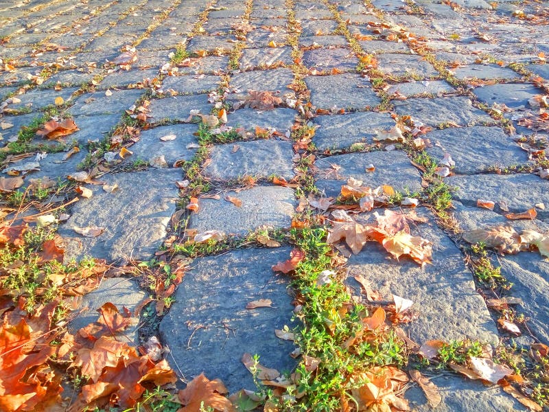 Cobbled Road with Autumn Leaves and Sunshine. Stock Photo - Image of ...